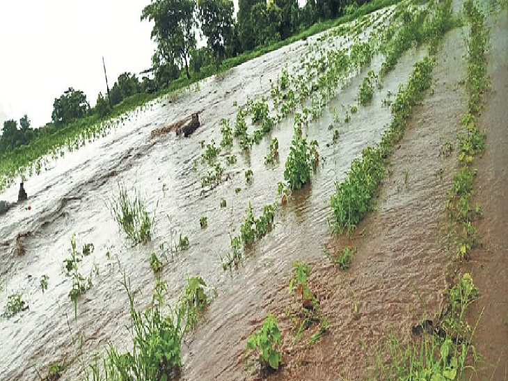 Cotton, tur, soybeans affected by rain; Farmers in financial crisis in ...