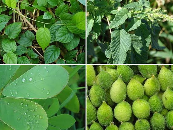 Rare wild vegetable festival organized tomorrow; Wild vegetables will ...