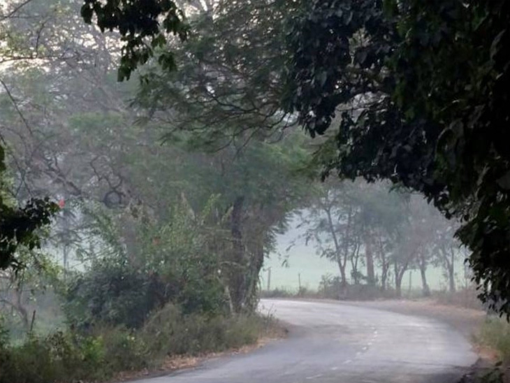 NCP movement to save 'Aare' forest | आंदोलन: ‘आरे’ वाचवण्यासाठी ...