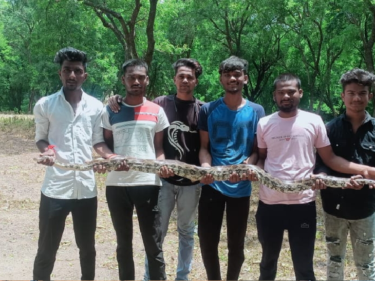 9 feet python found in MIDC; Rescue with snake friends | marathi news ...