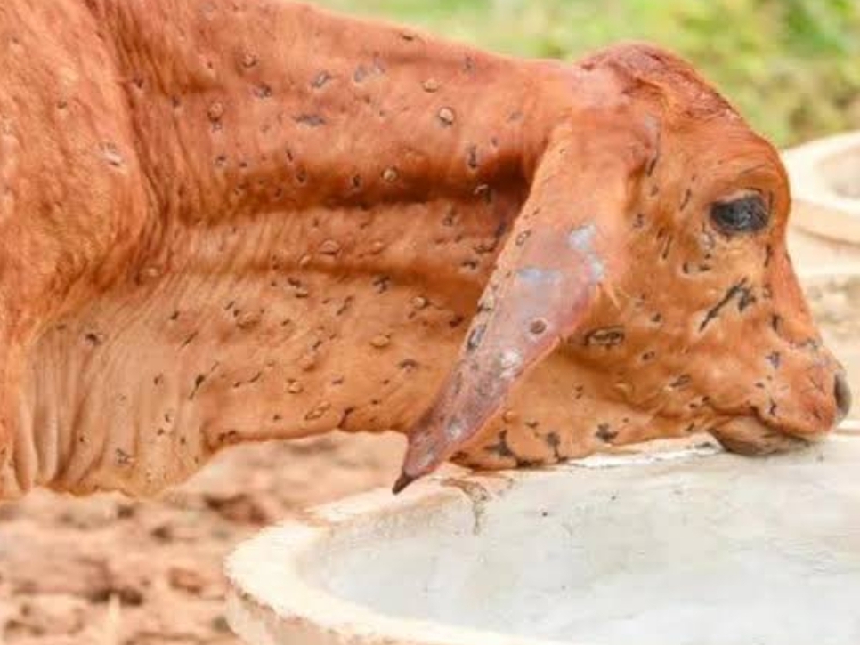 Outbreak of lumpy skin disease in animals in 8 districts of the state ...