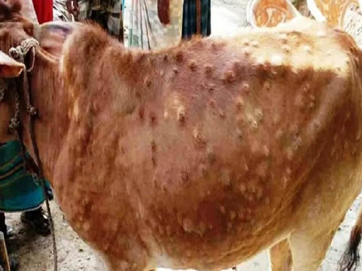 Lumpy skin disease in animals due to changing environment; Pest and ...