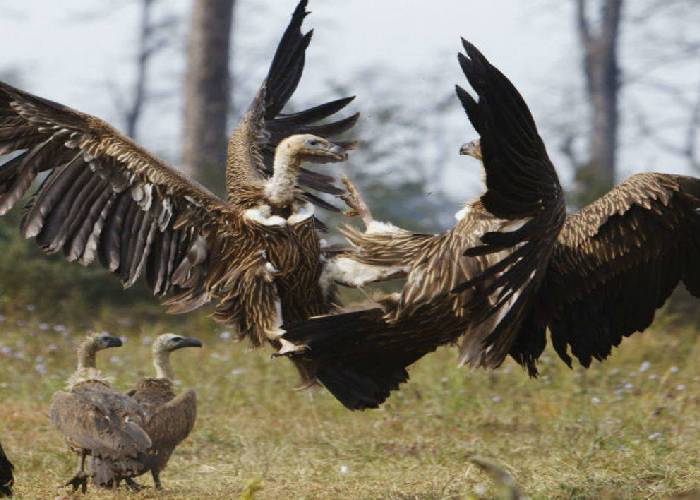 What is 'Dokhmenashini'? | How exactly funeral performed in Parsi ...