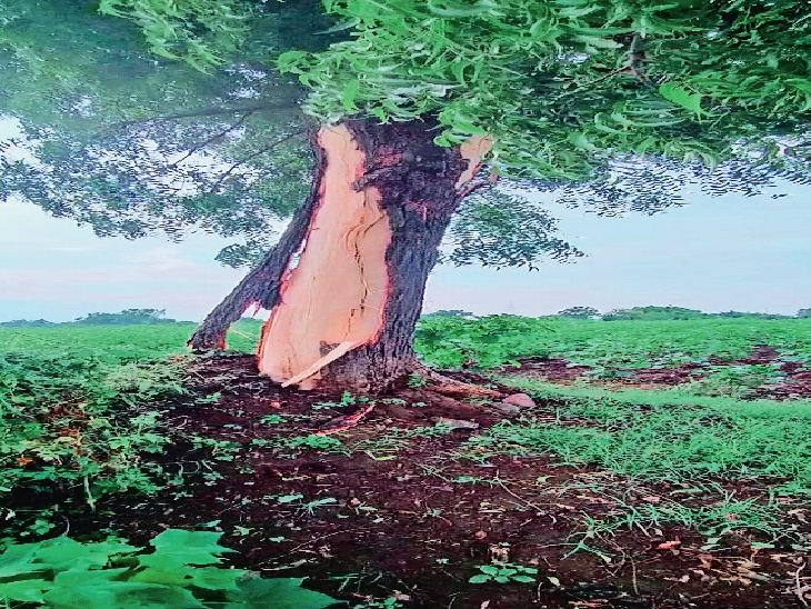 Fear grew; Power fell at four places in Pachora taluka; No loss of life ...