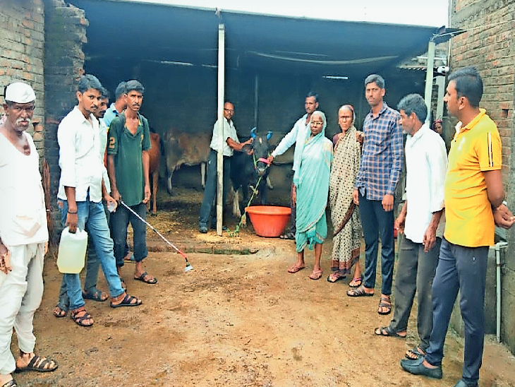Lumpy preventive vaccination of 315 cattle at Anbhora in Murtijapur ...