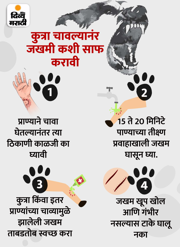 First 72 Hours Of Golden Hours To Rescue Goas 'Mission Rabies' Best ...