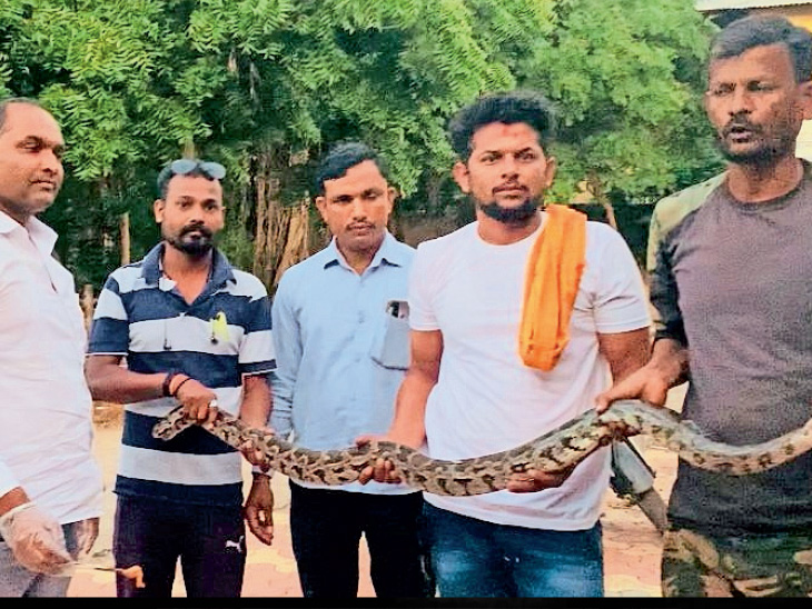 In seventeen years, 5 thousand snakes have been saved by Pathardi's ...