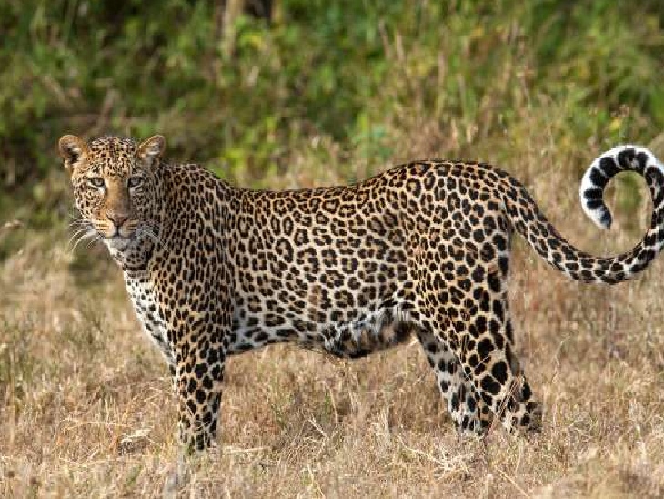 Pathardi ; transmission of leprosy in the fetus| marathi news | भीतीचे ...