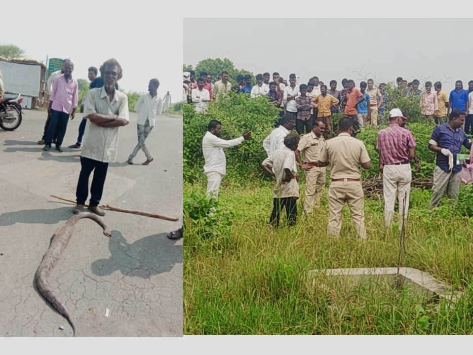Incident in Akola district's Dhotardi village kills 8-foot python ...