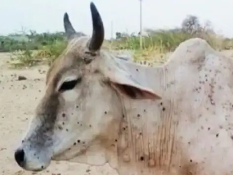 What to do if lumpy animals die? | Flood t animal by burying it in a ...