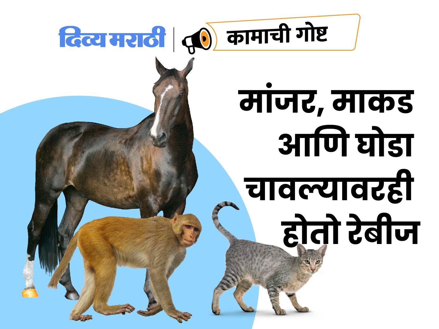 dog attacks increased in India, know symptoms, cure of rabies | भटक्या ...