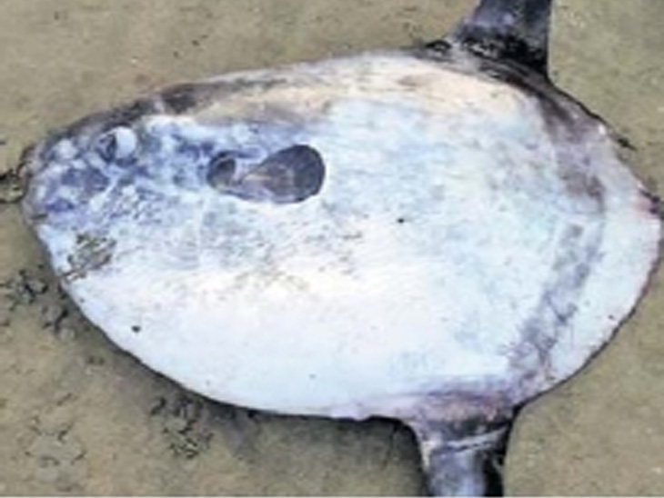Rare ocean sunfish spotted for the first time in Sindhudurga, crowds ...