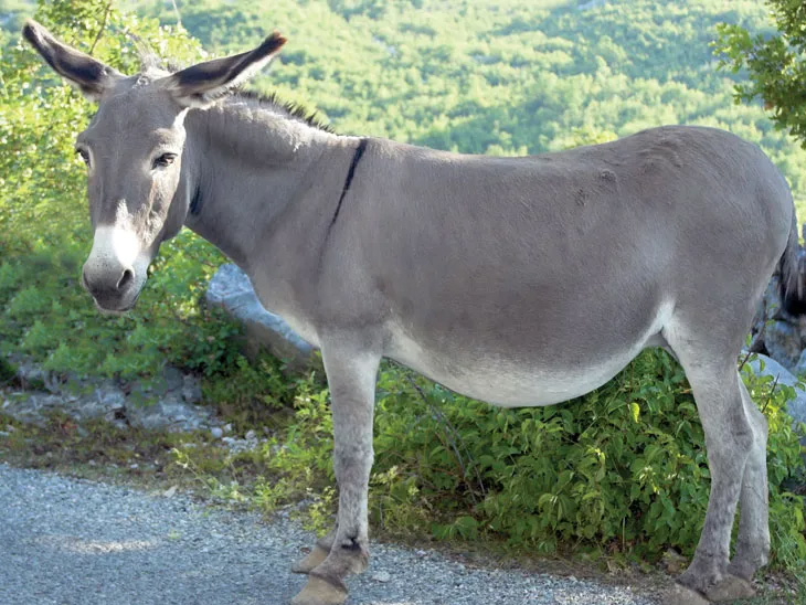China is interested in Pakistani dogs, donkeys! Use of donkey skins for ...