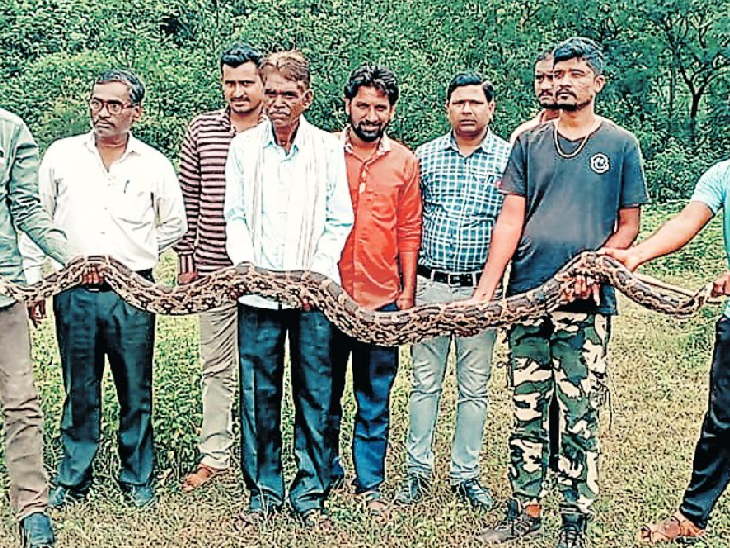 Ajgar in Maujpuri Shiwar is under the Forest Department | स्वाधीन ...