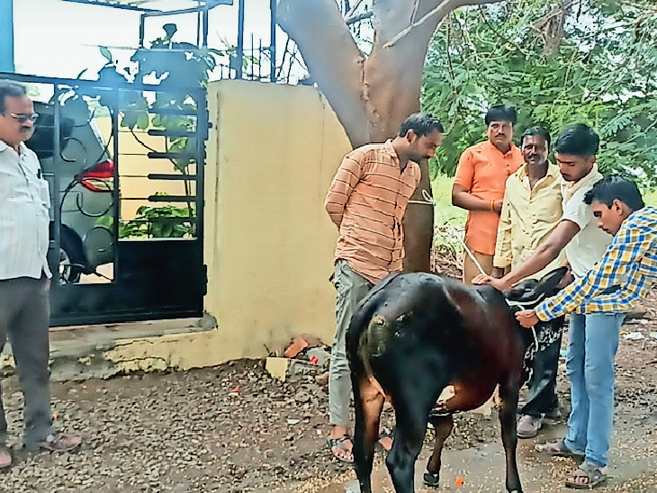 Vaccination of free roaming animals in Bhokardan city |marathi news