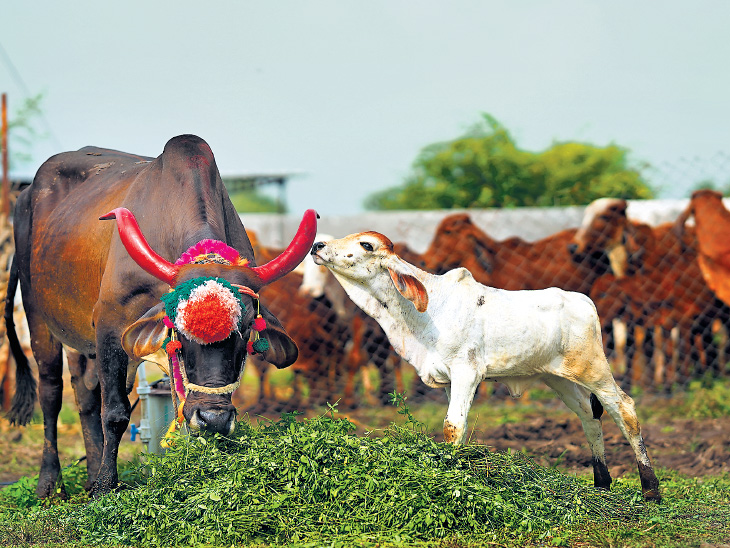 1.40 crore Godhan across the state, a traditional festival that ...