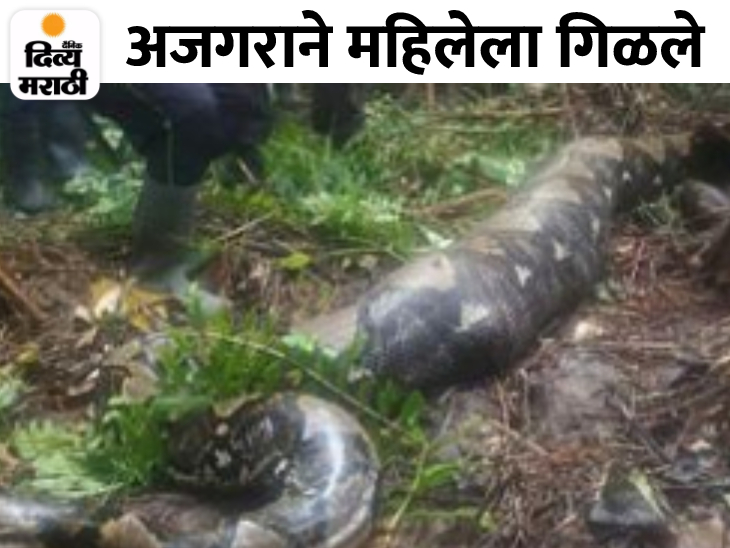 Woman is eaten alive by 22ft python in Indonesia | महिलेला अजगराने ...