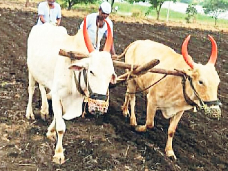 Sowing of rabi crops on an area of about 2760 hectares in Umarga taluka ...