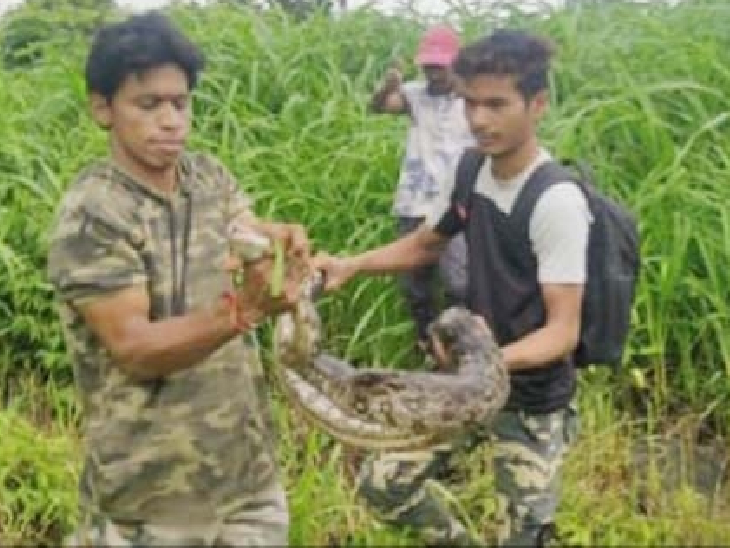 A 5-foot python was given life in Kheri village | जीवदान‎: खेरी गावात 5 ...