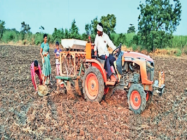 Sowing on seven thousand 124 hectares in Umarga taluka, preference for ...
