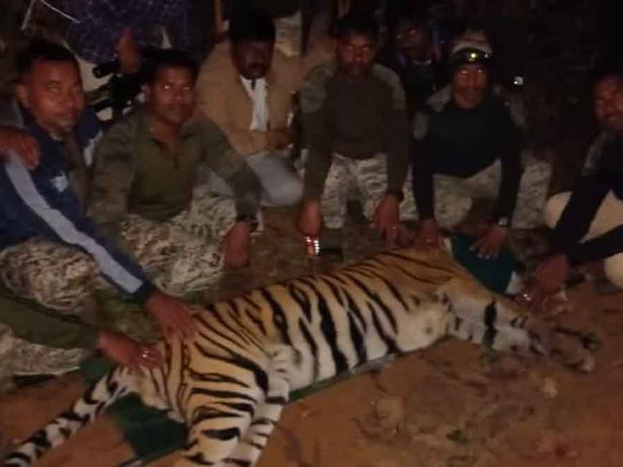 A tiger that claimed four lives in Chandrapur was caged, the tireless ...