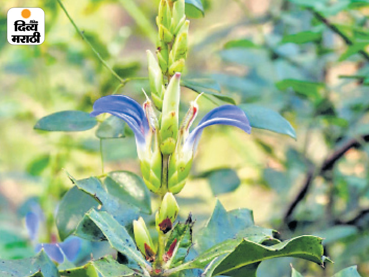 Two rare species of Kharputi discovered at Revdanda, Agardanda, 15 ...