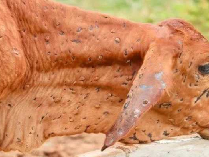 Lumpy disease exacerbated the headache of animal husbandry | 103 ...