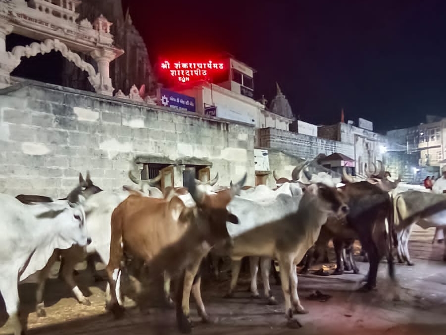 Dwarkadhish Temple Cows Darshan latest news and update | 25 गायींसाठी ...