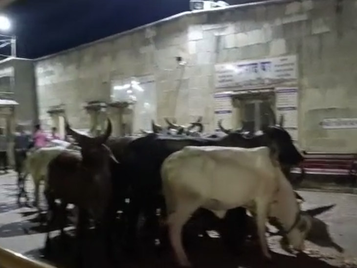 Dwarkadhish Temple Cows Darshan latest news and update | 25 गायींसाठी ...