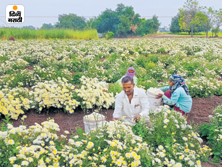 Compared to last two years, production of Shewanti flowers increased ...