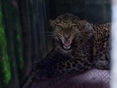Success in removing a leopard trapped in a well, after 14 hours the ...