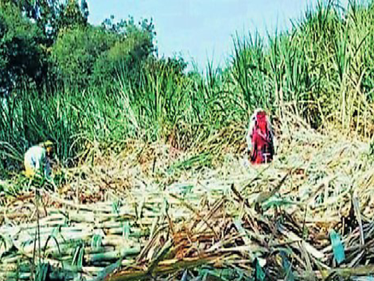 50 percent area of Umarga-Lohara taluka has been cleared of sugarcane ...