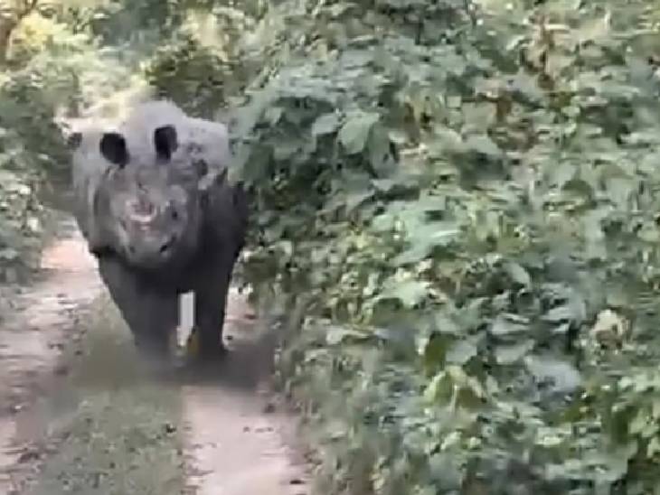 Rhino Chasing Tourist Vehicle Viral Video | Assam National Park ...