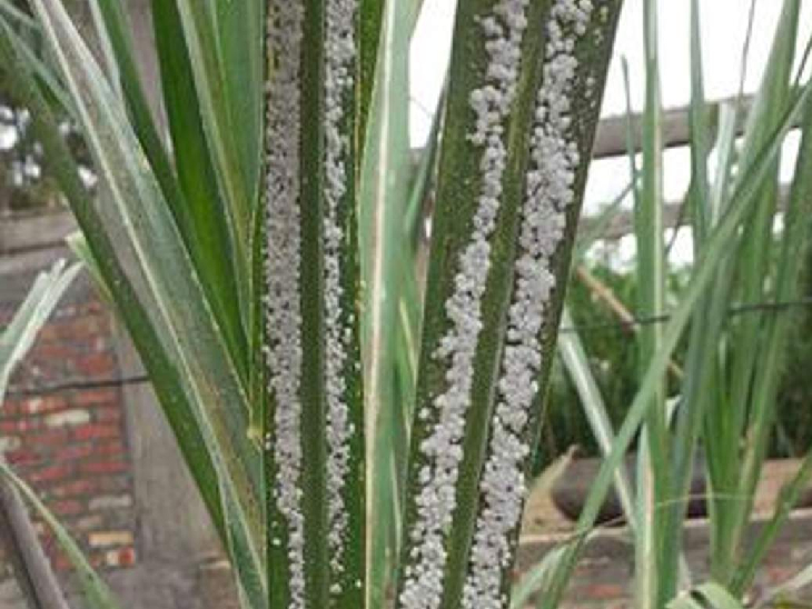 Woolly weevil infestation on sugarcane in Dharur taluka; Farmers are ...