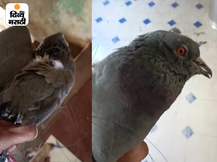 Pune Kasba Peth Citizen Gives Life To Bird; Nylon Manja Dangerous To ...