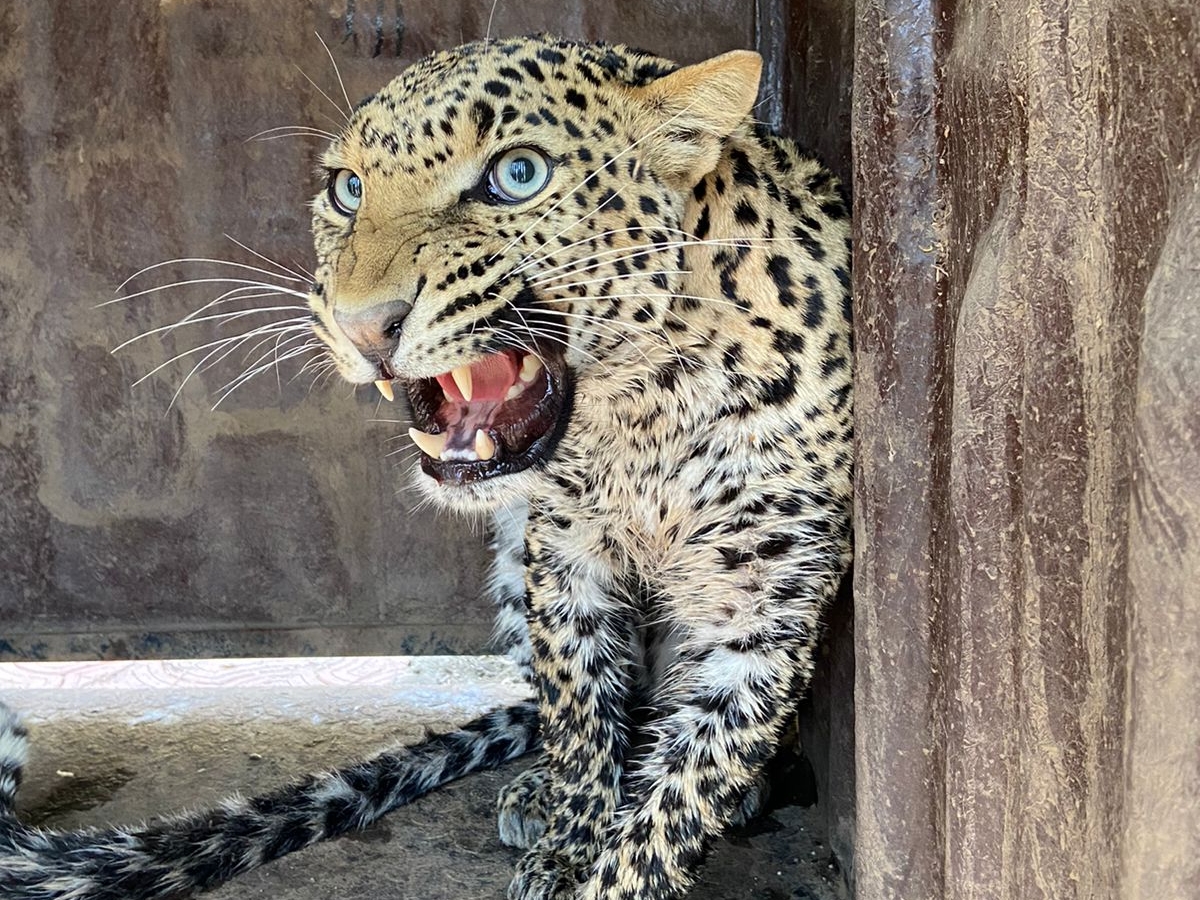 Cat Vs Leopard Hunt I Leopard Cat Saved In Water I Wild Animals Forest ...
