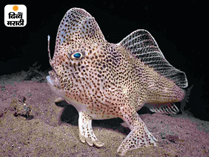 A fish that walks on hand-like fins, a rare fish found in the Derwent ...