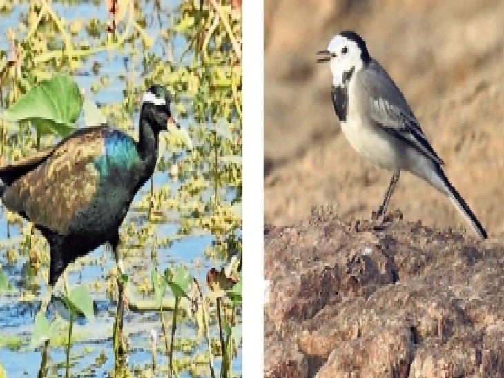 Himalayan Cyclops, European White Duck, Endemic Migratory Atla Duck ...