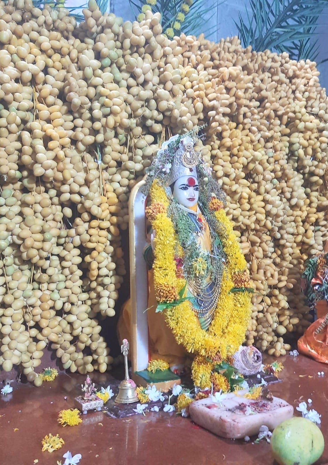 Ashadhi Ekadashi, 1/4 quintal of date palms at Sant Muktabai Temple ...