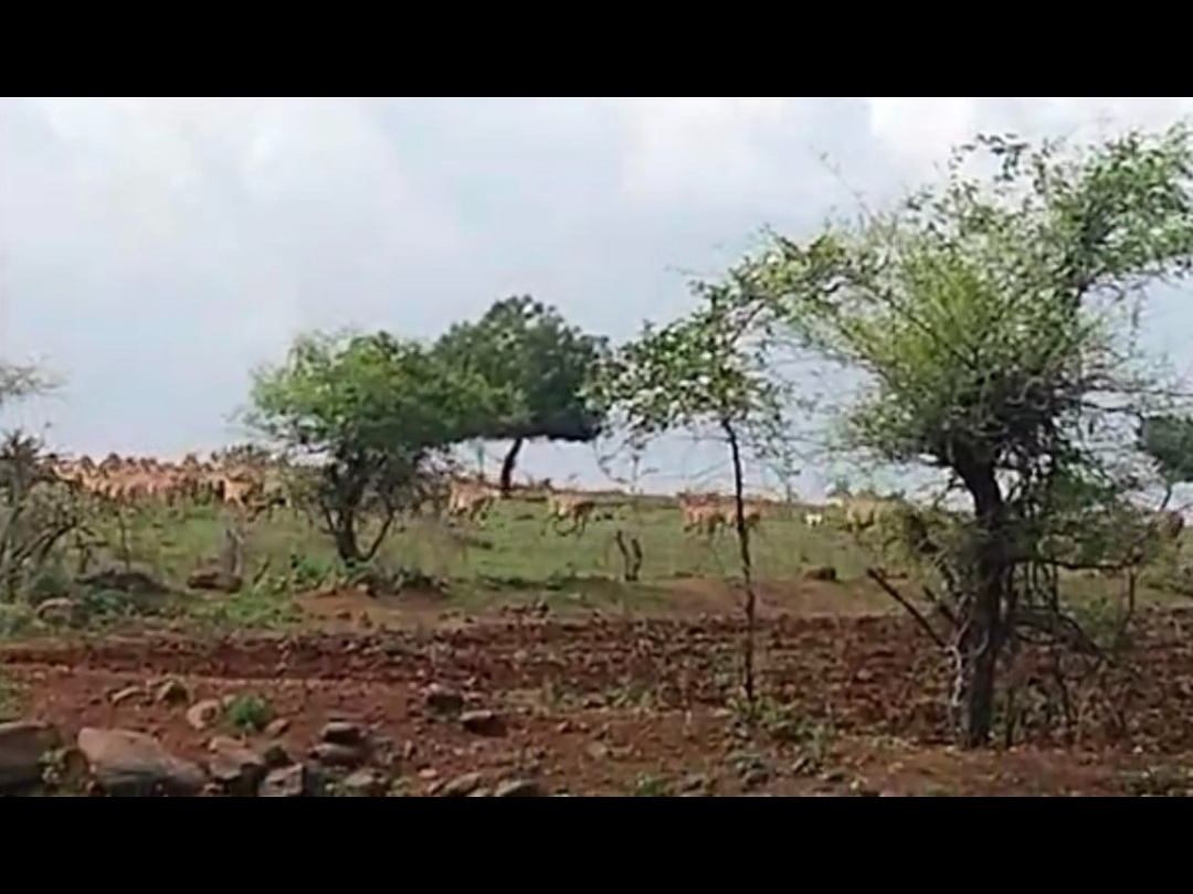 Farmers in Anjangaon suffer due to herds of Rohi; Sprouted crops are ...