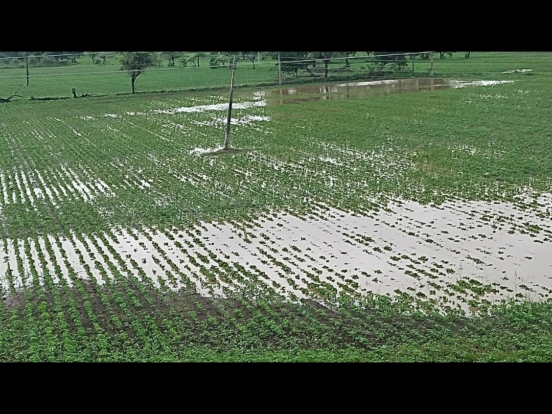 Crops in 20 thousand hectares of Nandgaon taluka affected by heavy rain ...