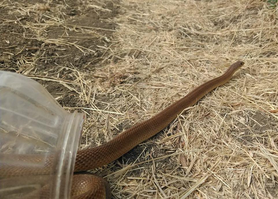 Giving life to 1500 snakes in a year! Don't raise your stick when you ...