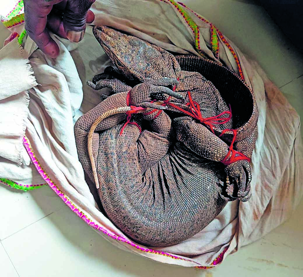 Accused of hunting Ghorpad in Gyanganga Sanctuary arrested | ज्ञानगंगा ...