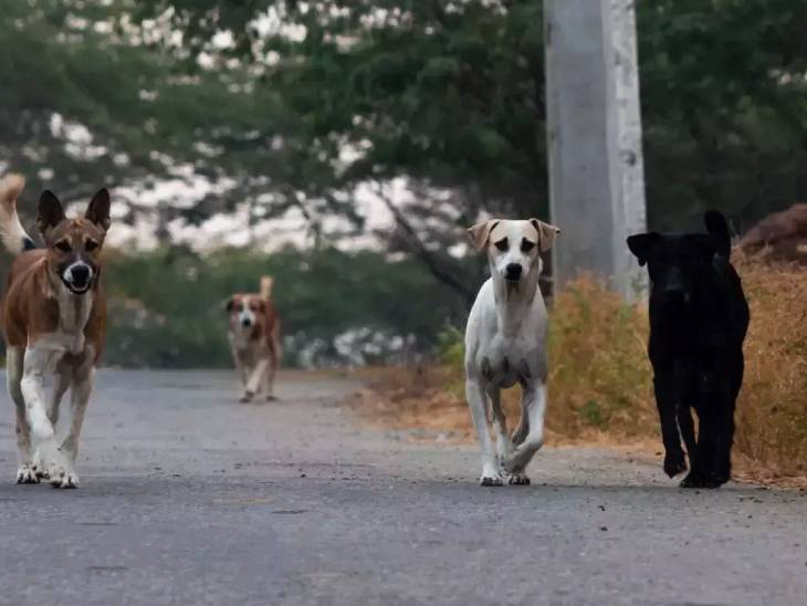 Kerala Drug Dealer Raid; Dogs Trained To Attack Police In Kottayam ...