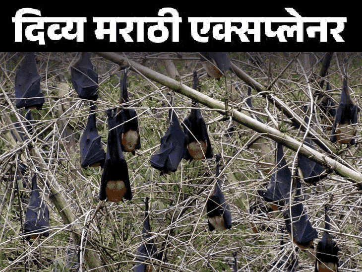 Chamgadar Bat Deaths Reason Explained; Vatvaghul | Up Mp Chhattisgarh ...