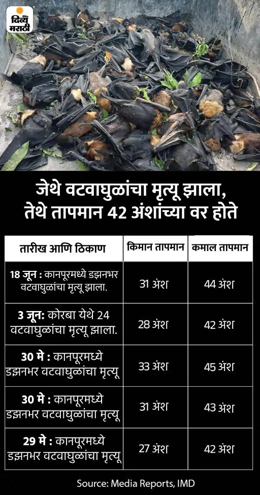 Chamgadar Bat Deaths Reason Explained; Vatvaghul | Up Mp Chhattisgarh ...