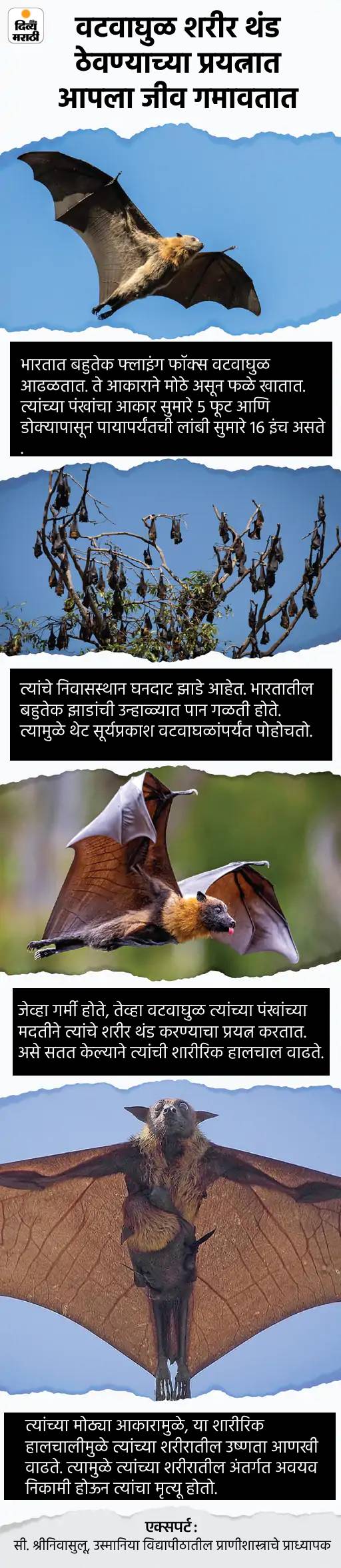 Chamgadar Bat Deaths Reason Explained; Vatvaghul | Up Mp Chhattisgarh ...