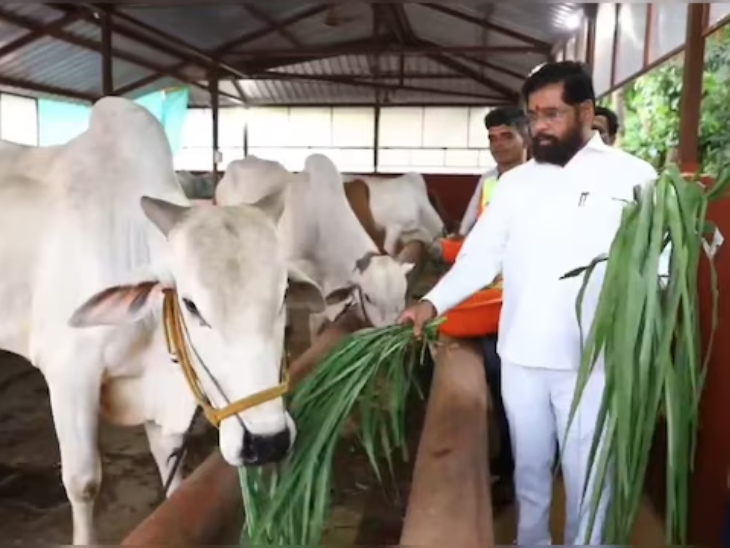 Rajmata Gaumata Status; Eknath Shinde Cabinet | Maharashtra Election ...