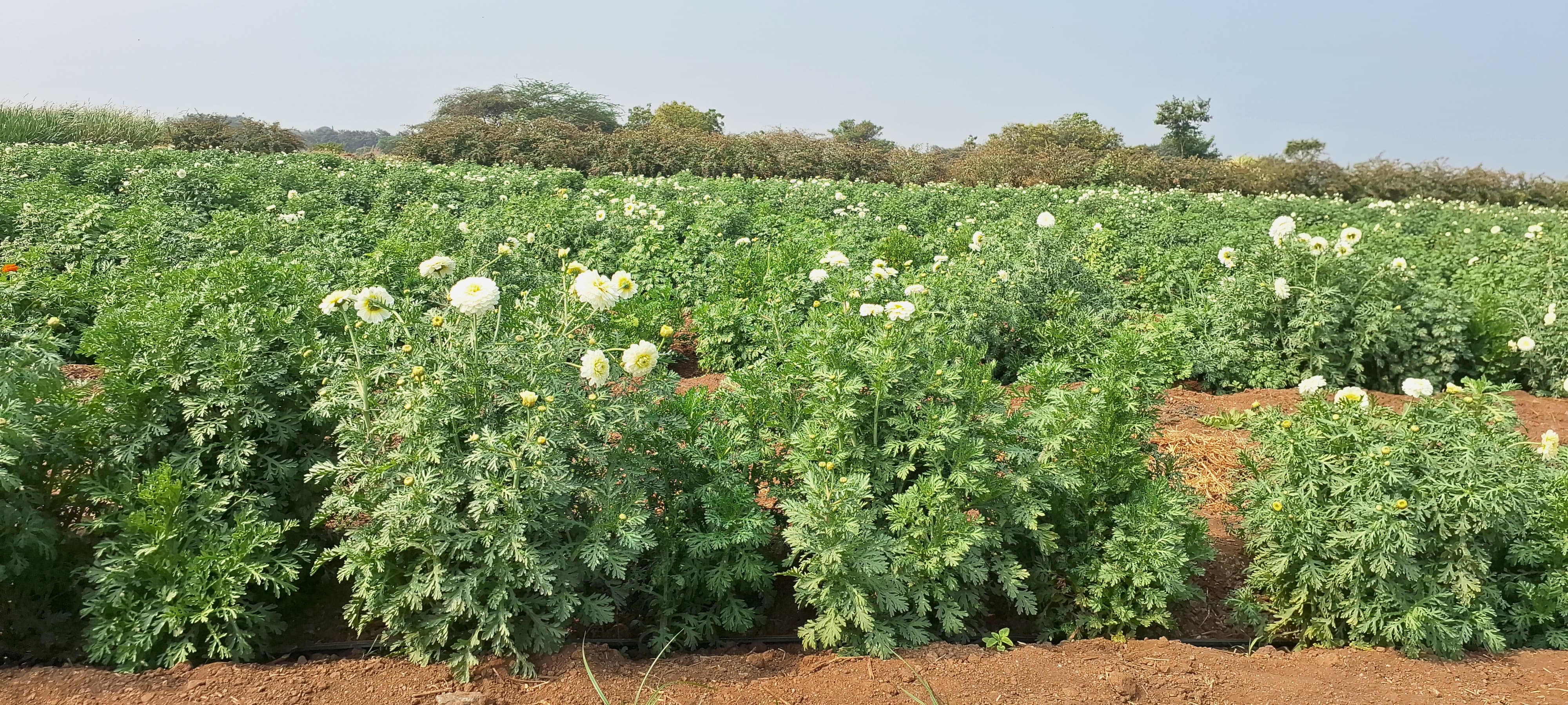 'Bijli', which gives extra yield, is blooming in 80 acres in the Papri ...