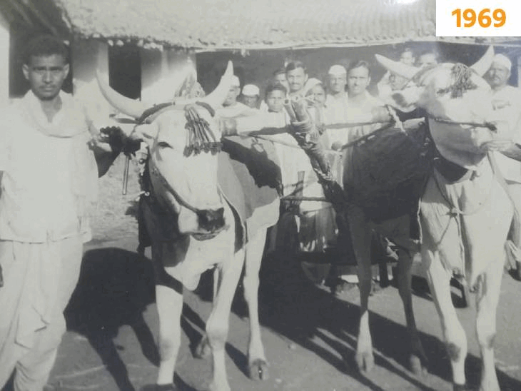 Shankarpat History Bhandara Festival Story Bailanchi Sharyat Bull Cart Race